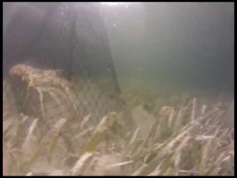An Underwater View of Bully Netting a Florida Lobster - YouTube