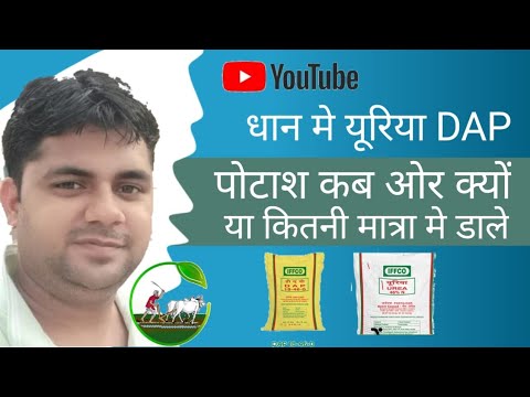 Dhan me Urea kab dale | how to apply urea fertilizer | Urea fertilizer |how to use urea ...