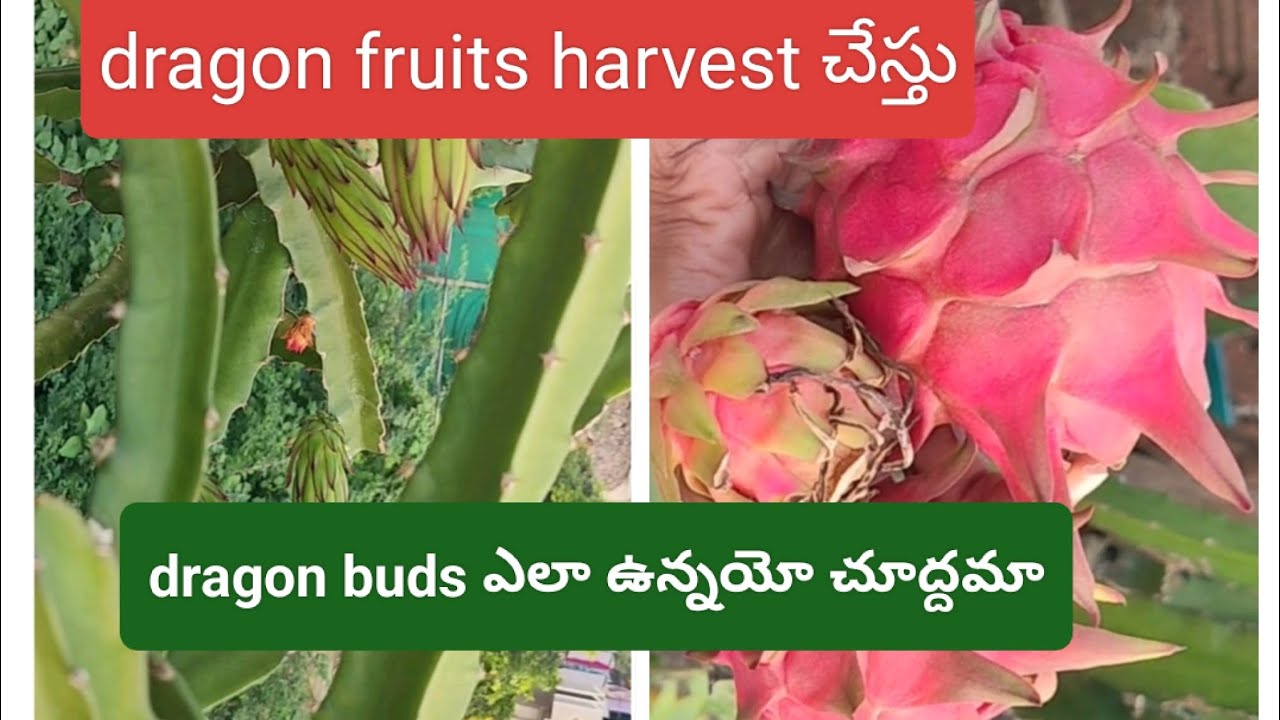 Dragon plants కి ఎన్ని మొగ్గలు వచ్చాయో🤗#dragonfruitsharvest#gardening# ...