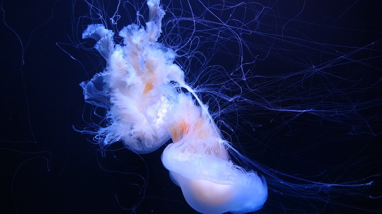 Spectacular Jellyfish dance. Jellyfish dance fascinating - YouTube