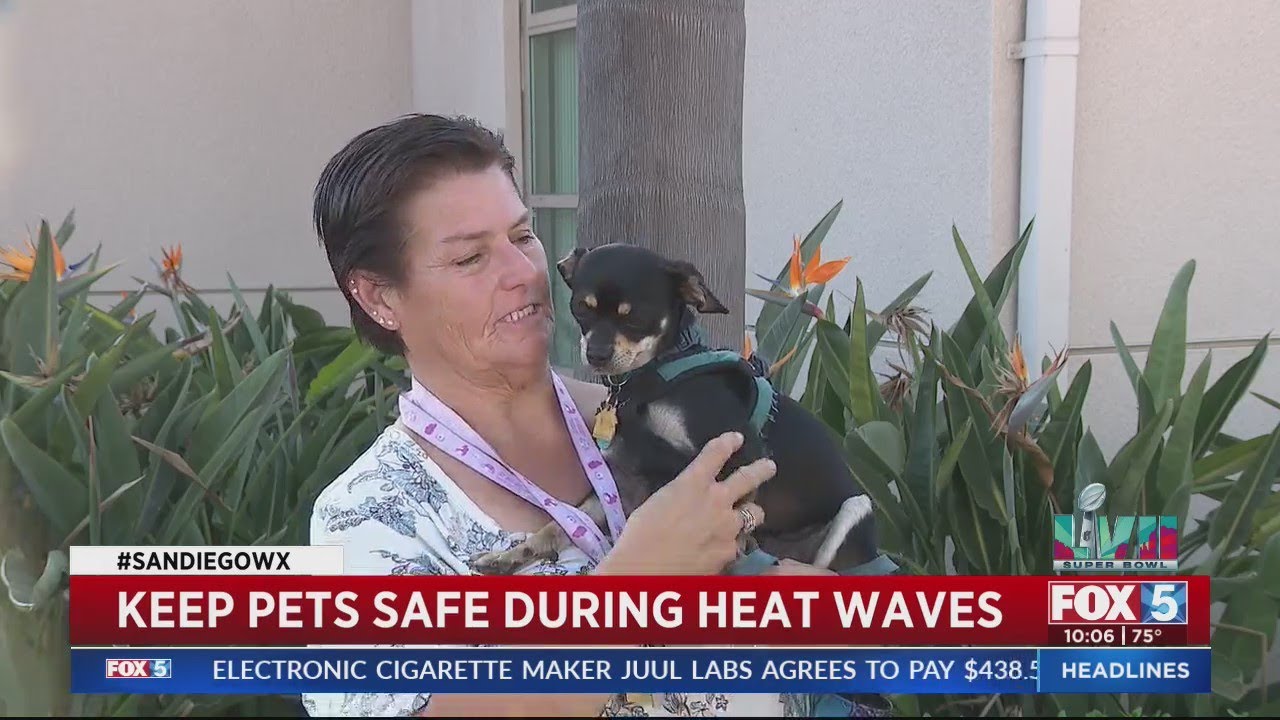 How To Keep Pets Safe During a Heat Wave - YouTube