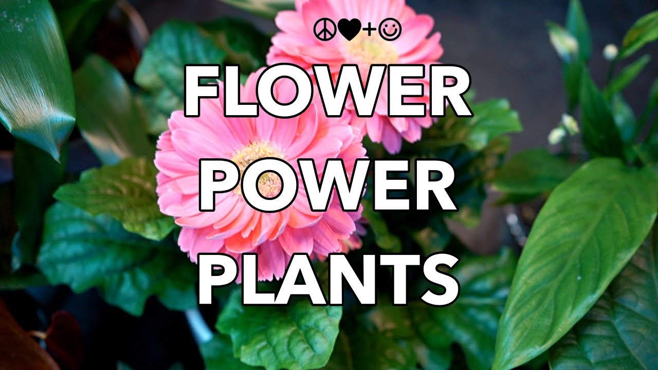 FLOWER POWER PLANTS - YouTube