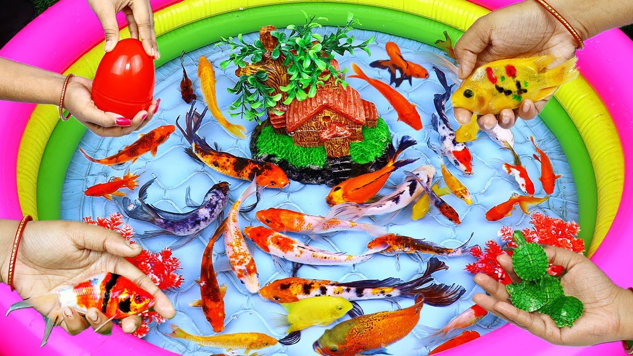 Fish catching video nice video amezing fish catching molly goppy - YouTube