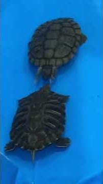 A turtle slapping another turtle - YouTube