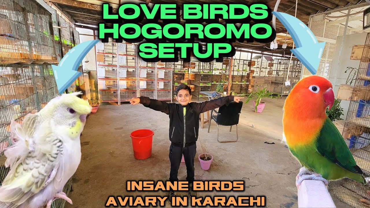 Visit Sama Aviary | Love Birds Breeding Setup in Karachi | Birds ...