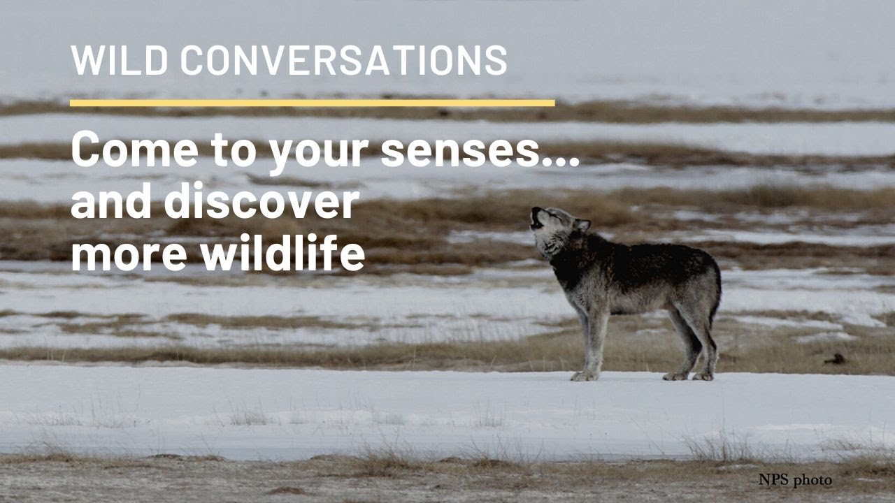 Using your senses to find more wildlife. Wild Conversations Ep 6 - YouTube