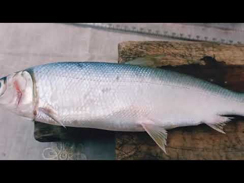 Pengukuran Morfometrik & Meristik Ikan | Ikhtiologi - YouTube