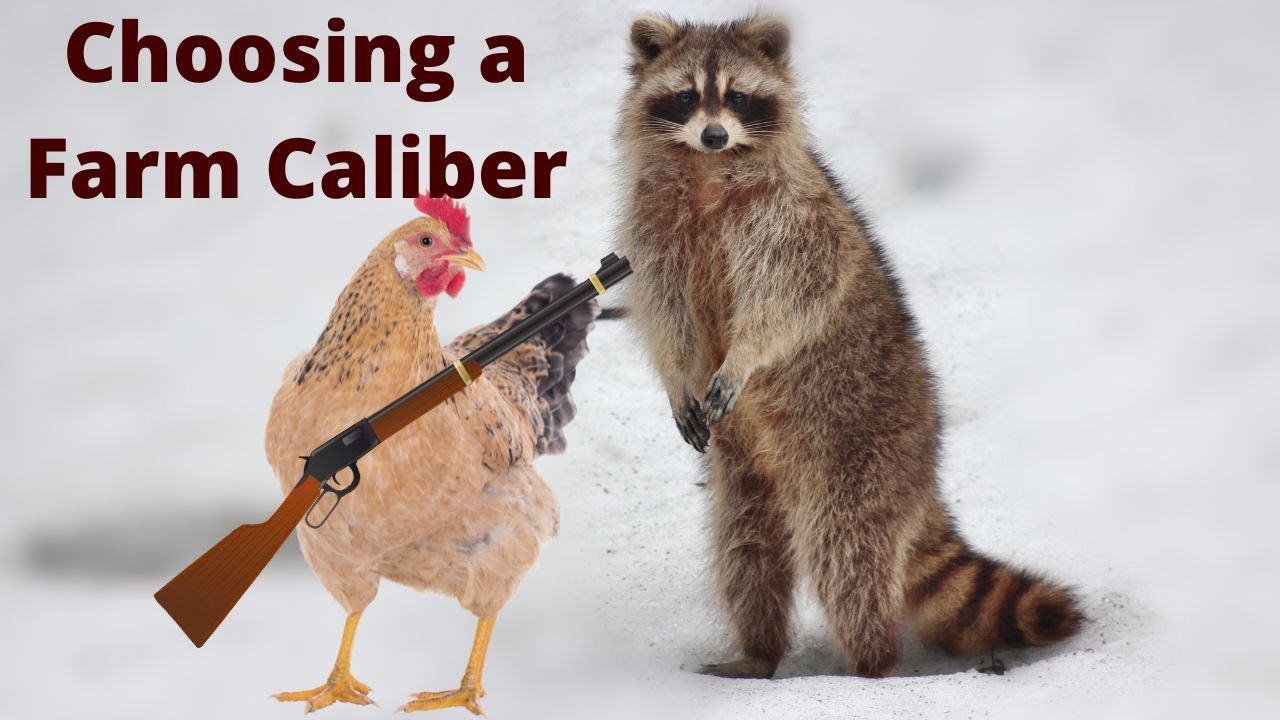 What's the best caliber for a farm gun? - YouTube