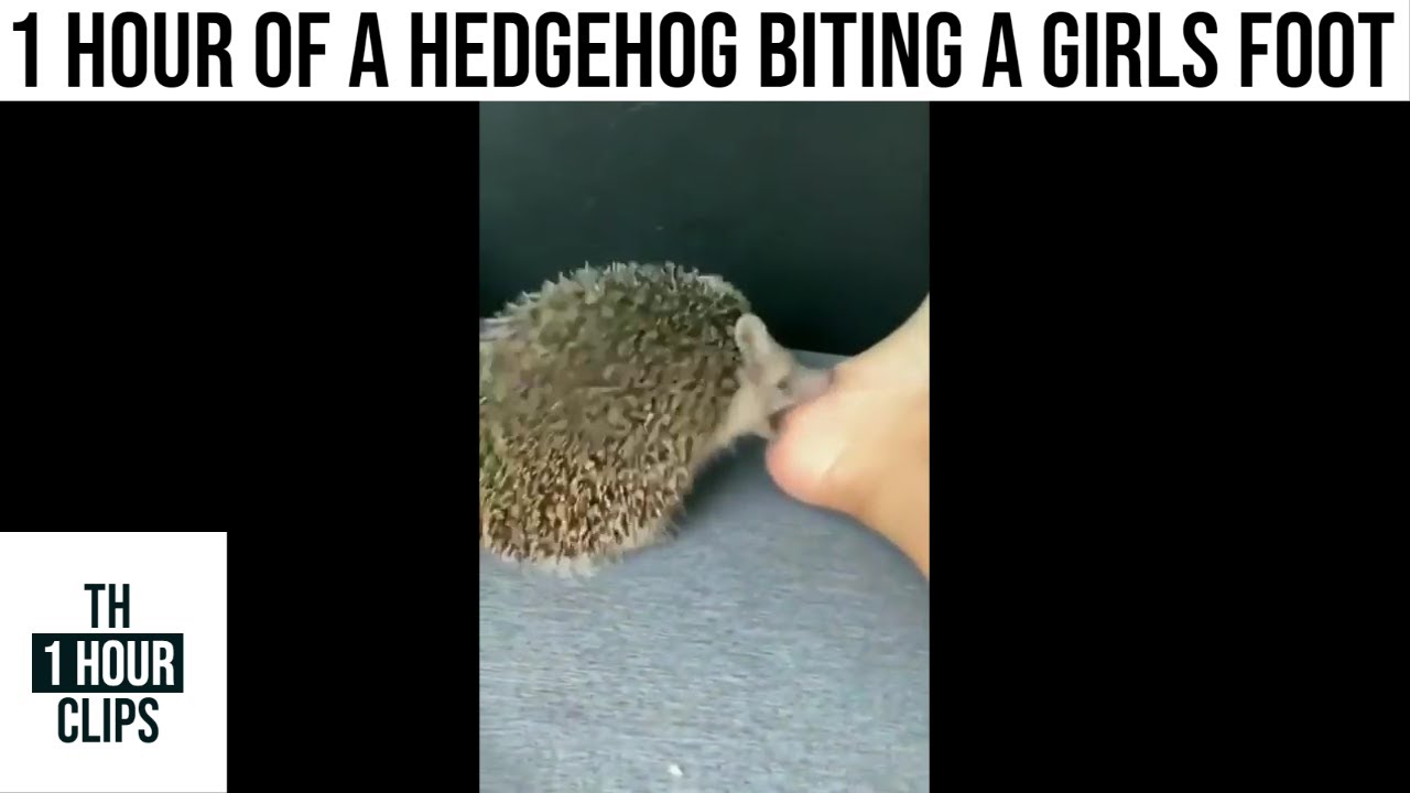 1 Hour of a Hedgehog biting a girls foot - YouTube