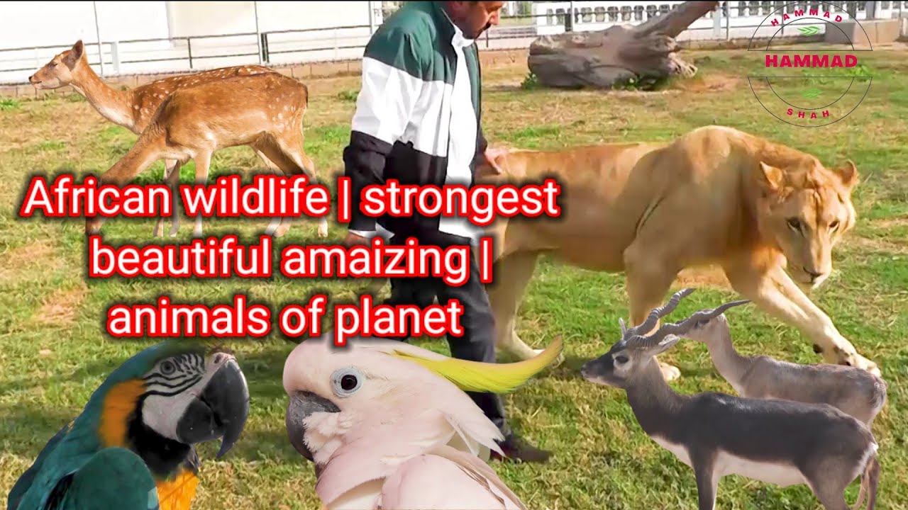wildlife strongest animals | surprising beautiful amazing & fastest ...
