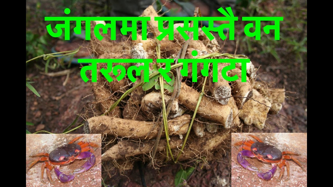वन तरूल र गंगटा प्रसस्तै पाइने हाम्राे जंगल || Lots of wild Yam and ...
