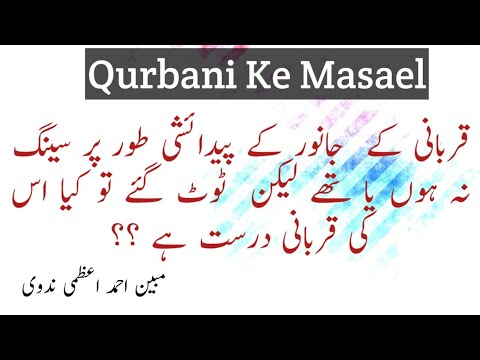 Qurbani Ke Janwar Ka Seeng Toot Jae To Qurbani Jaez Hai Ya Nahin| Seeng ...