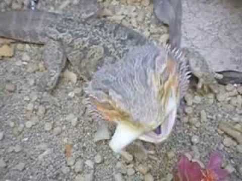 agama borodata slow motion