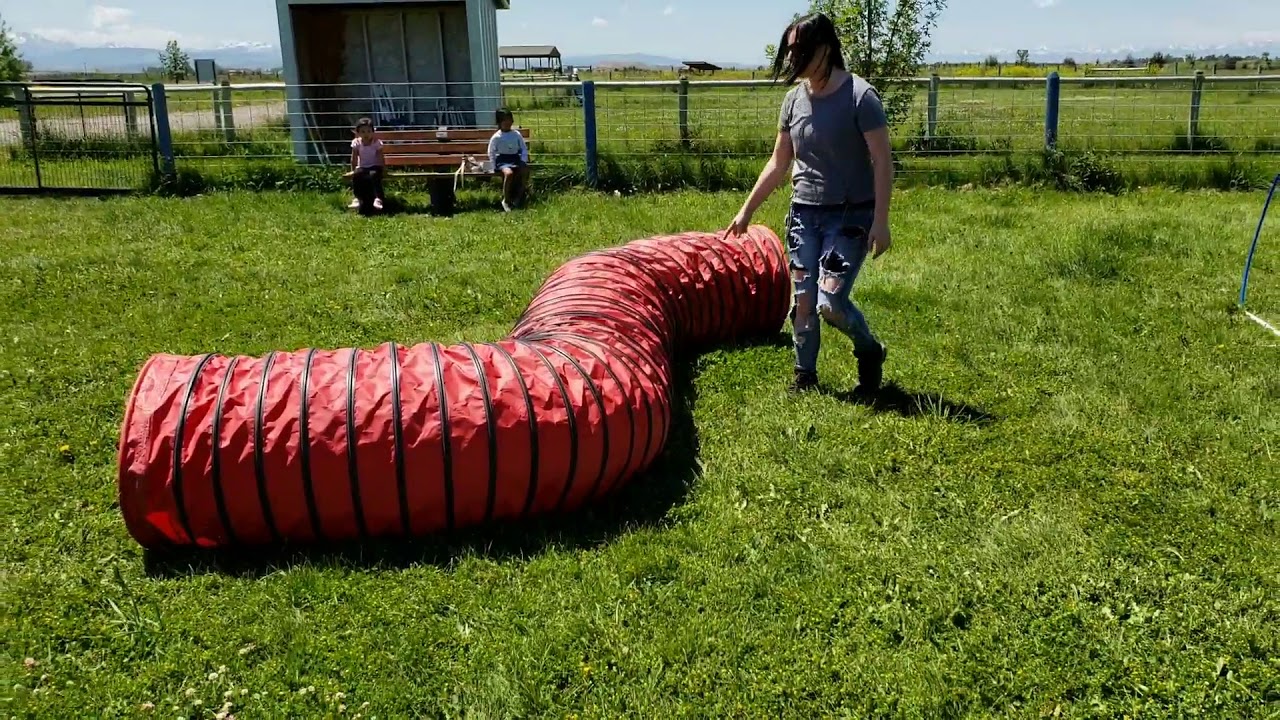 Dogs VS Humans on Agility Course - YouTube