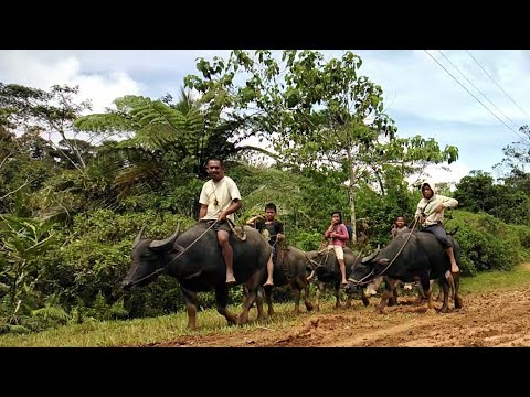A Day at Tes´ Mountain Farm - YouTube