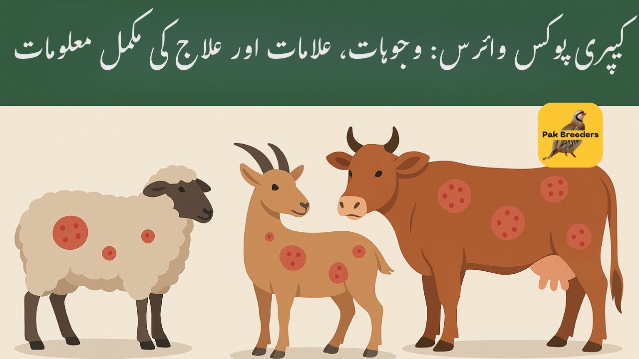 Capripox virus treatment | Treatment of cowpox in cattle| Pak Breeders ...