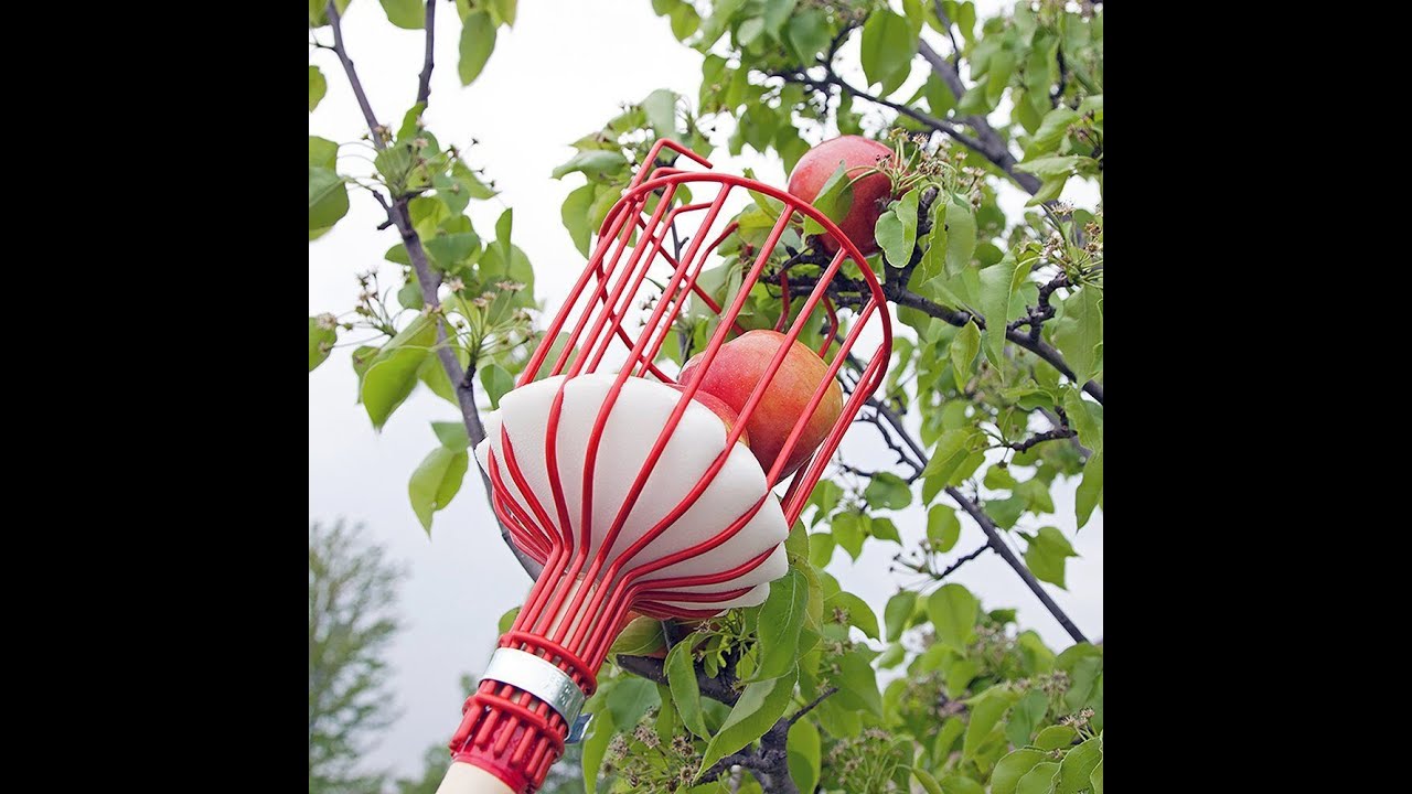 Telescopic Pole Fruit Picker Tool Basket Aluminum Flip Lock 12ft 20ft ...