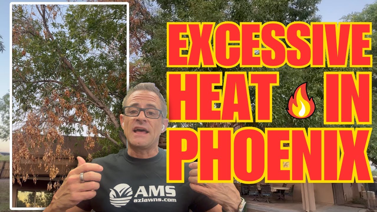 Excessive Heat in Phoenix Impact on Trees in 2024 - YouTube