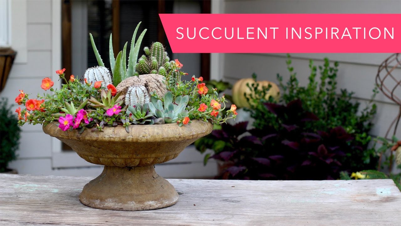 Succulent Inspiration - YouTube