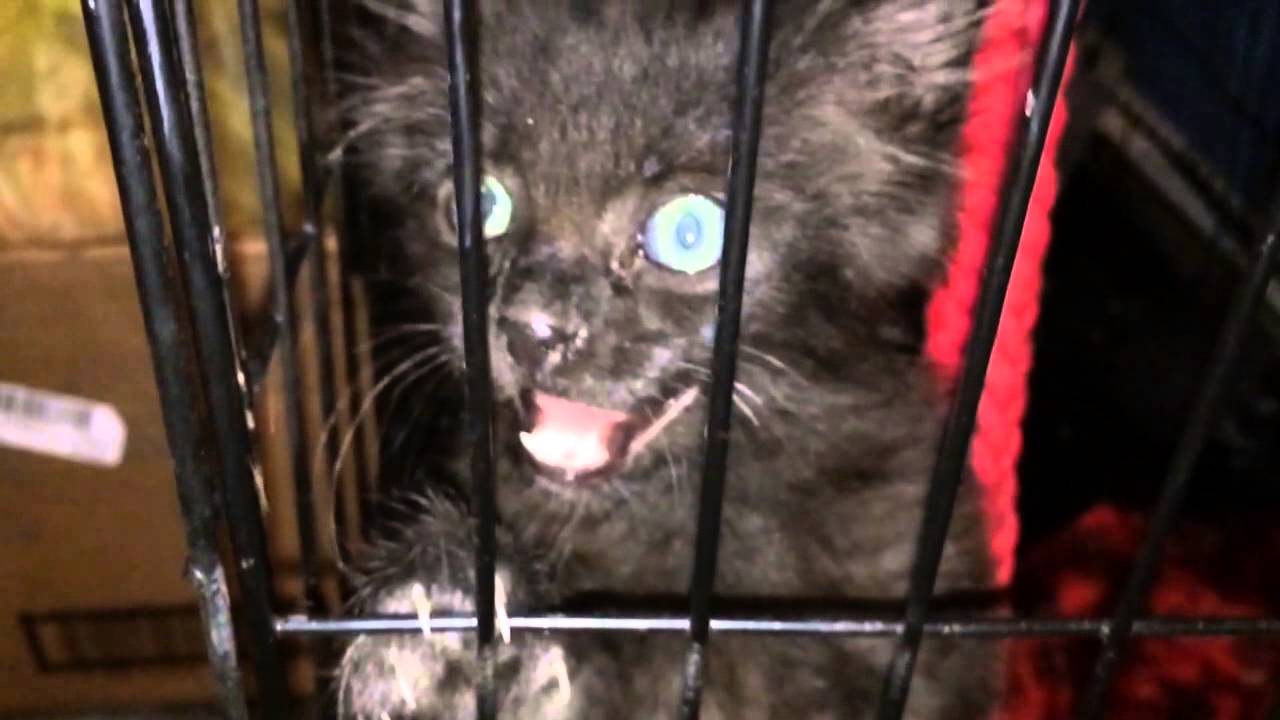 The Ugly Kitten - YouTube