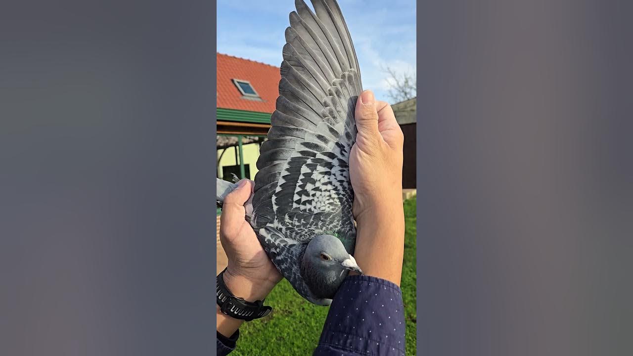 【特選一口價】迪迪.霍夫拉克｜FR23-149238 - YouTube