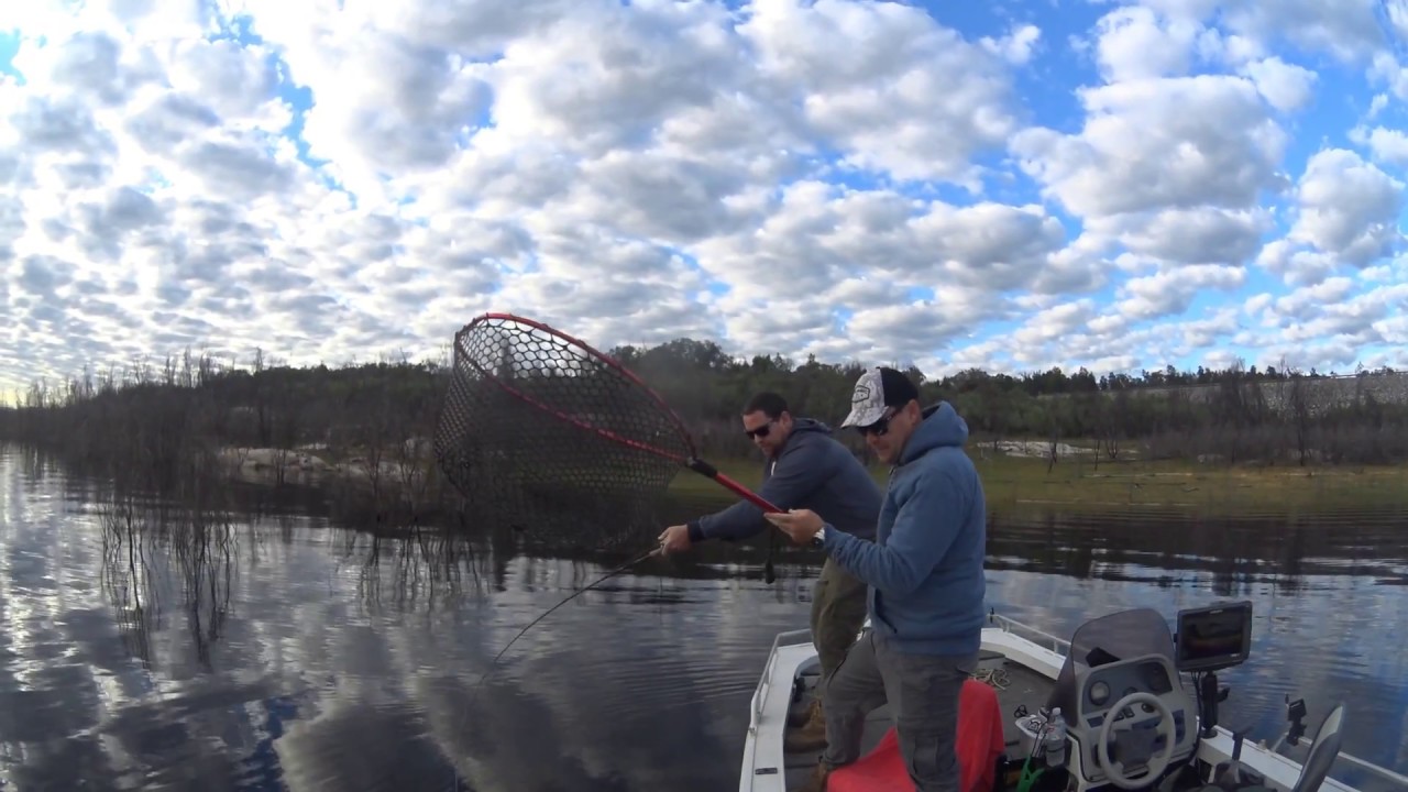 Copeton Dam Murray Cod on the surface - YouTube