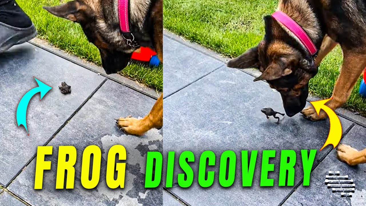 Dog's Enthusiastic Frog Discovery - YouTube