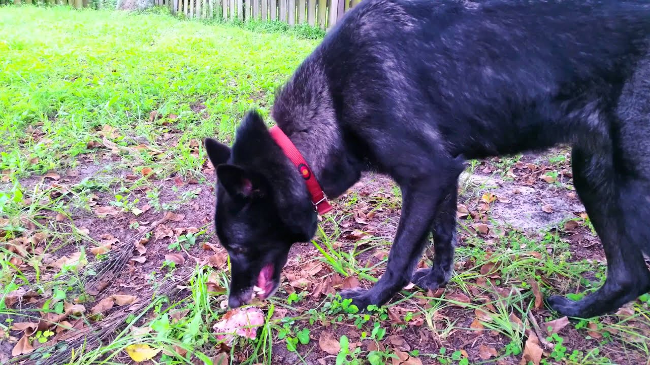 Wolfdog Eating Chicken Leg - Feeding RAW Food - YouTube