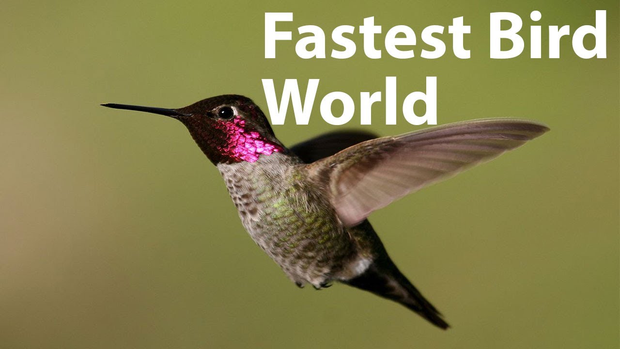 Fastest bird in the world Anna's Hummingbird | Hunza Tv - YouTube