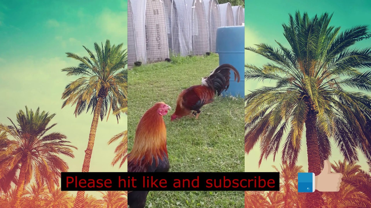 Manukan sa ibang Bansa " Boma Game Farm" - YouTube