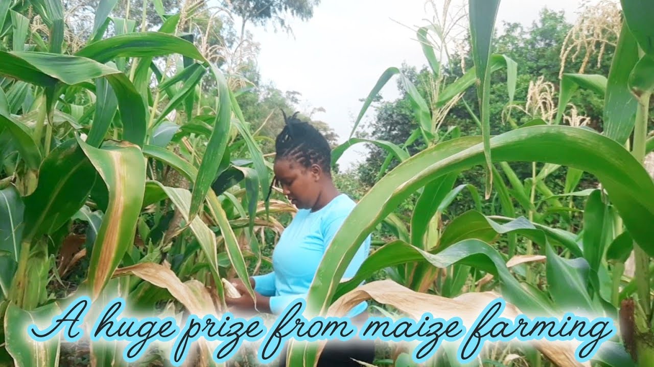 HUGE rewards from my small garden. Harvesting maize - YouTube
