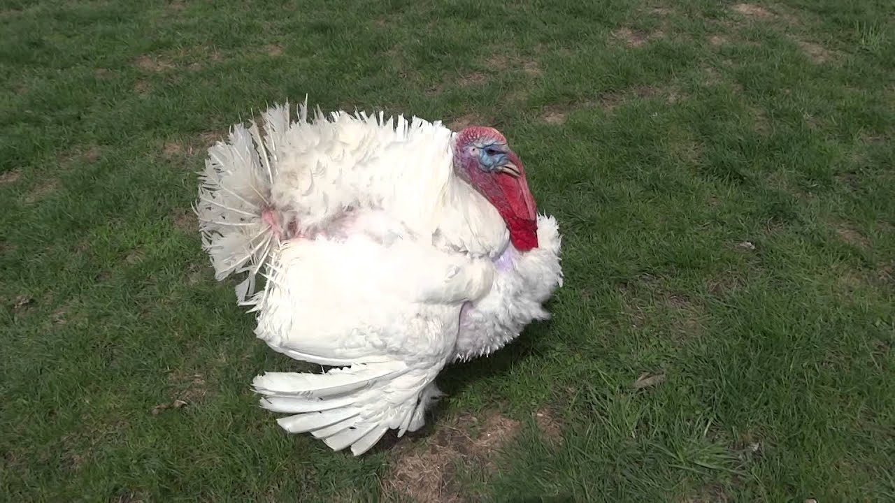 THE WORLD'S LARGEST TURKEY!! - YouTube
