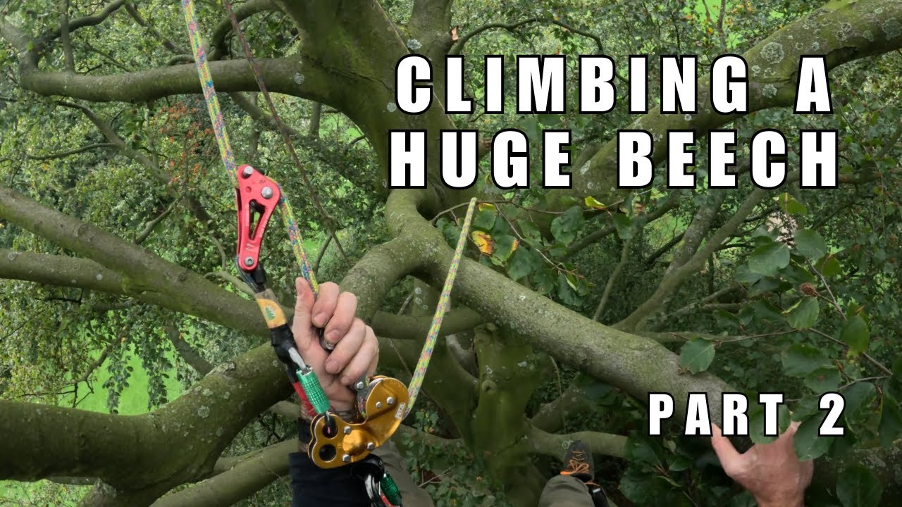 Huge Beech tree pruning job - part II - YouTube