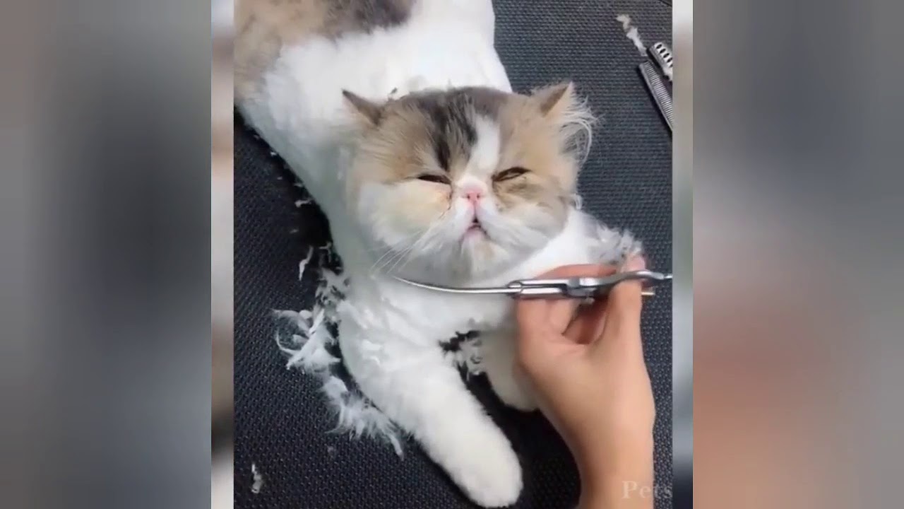 Best pet video compilation #32 - YouTube