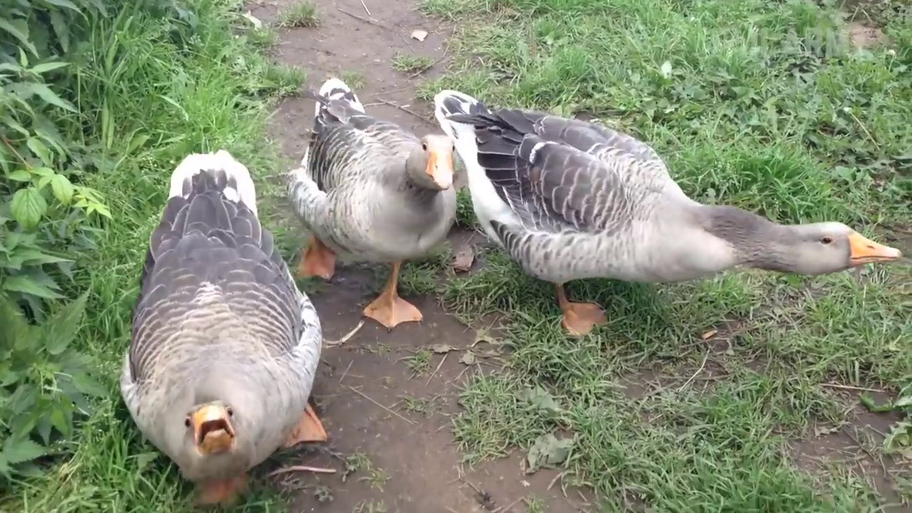 Funniest animal fails compilation failArmy #2 - YouTube