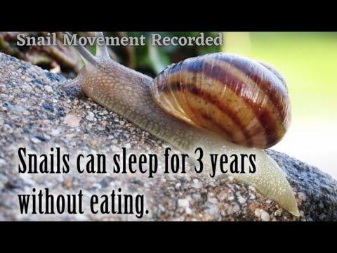 Snail Can Sleep for 3 years without eating || Movement of cute Snail 🐌 ...