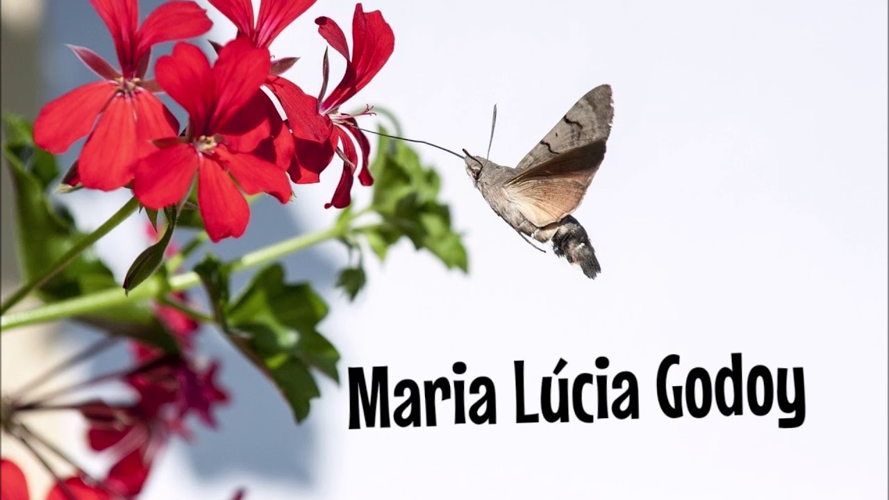 AMO-TE MUITO // Maria Lúcia Godoy - YouTube