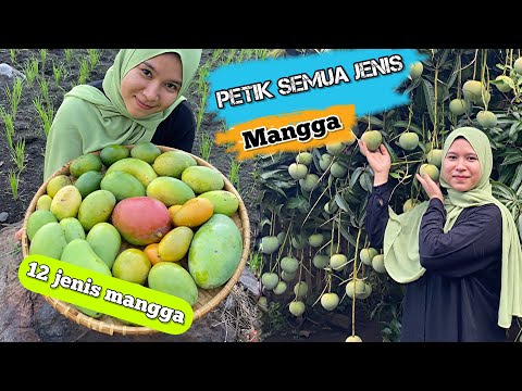 Panen semua jenis mangga | Mukbang buah mangga