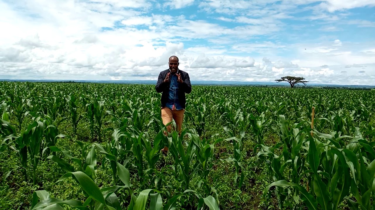 Farming In Narok County - YouTube