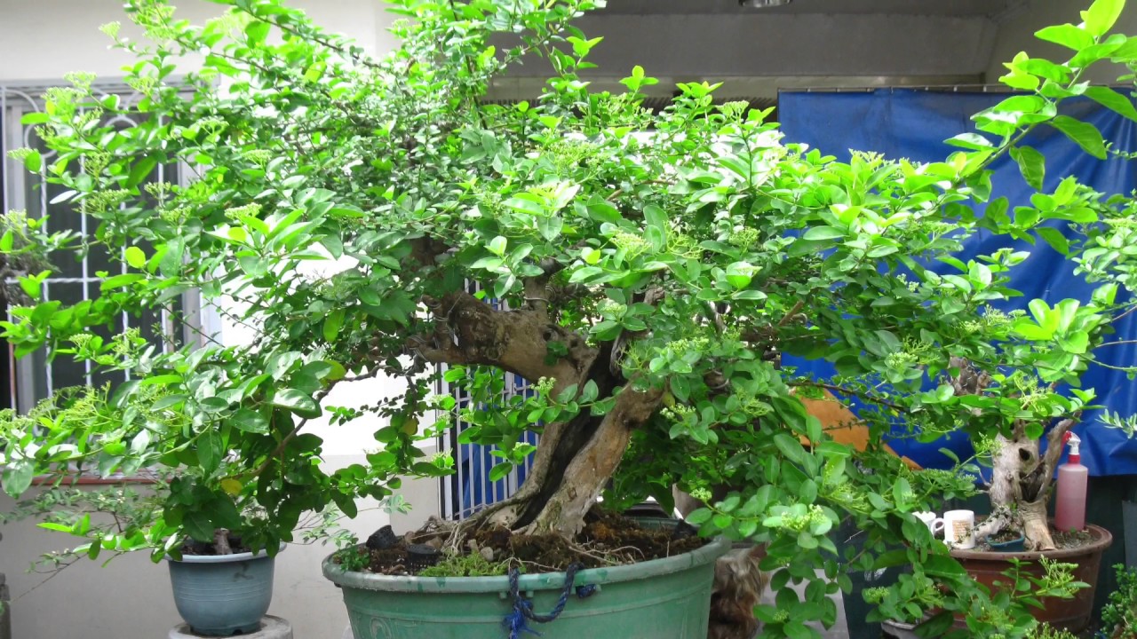 Premna Serratifolia Bonsai