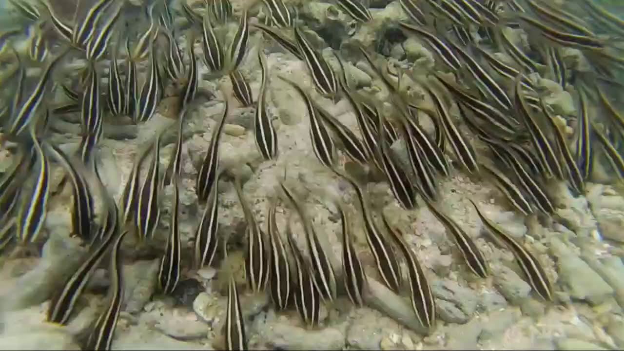 Hito or Catfish || Tambungon Lagoon Marine Eco Park - YouTube