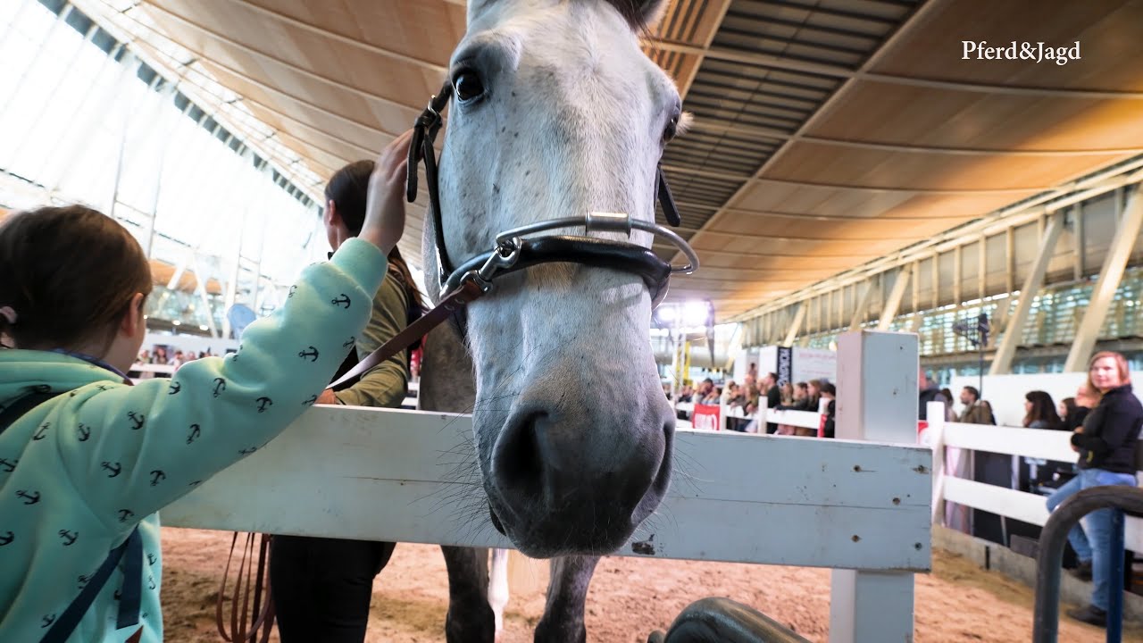 Pferd & Jagd - Imagefilm Pferd - YouTube