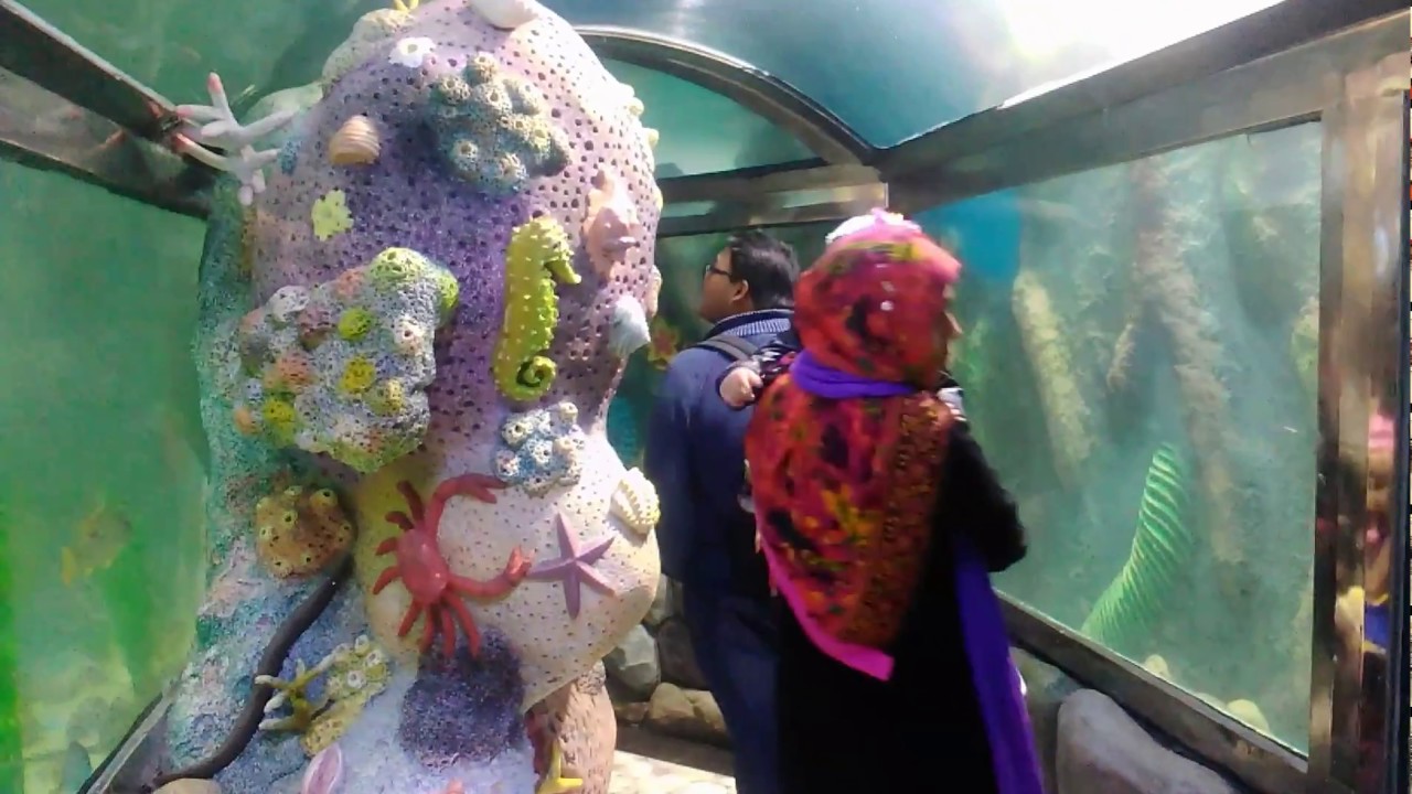 Radiant Fish World in Cox's Bazar || Largest Sea Species Aquarium in ...