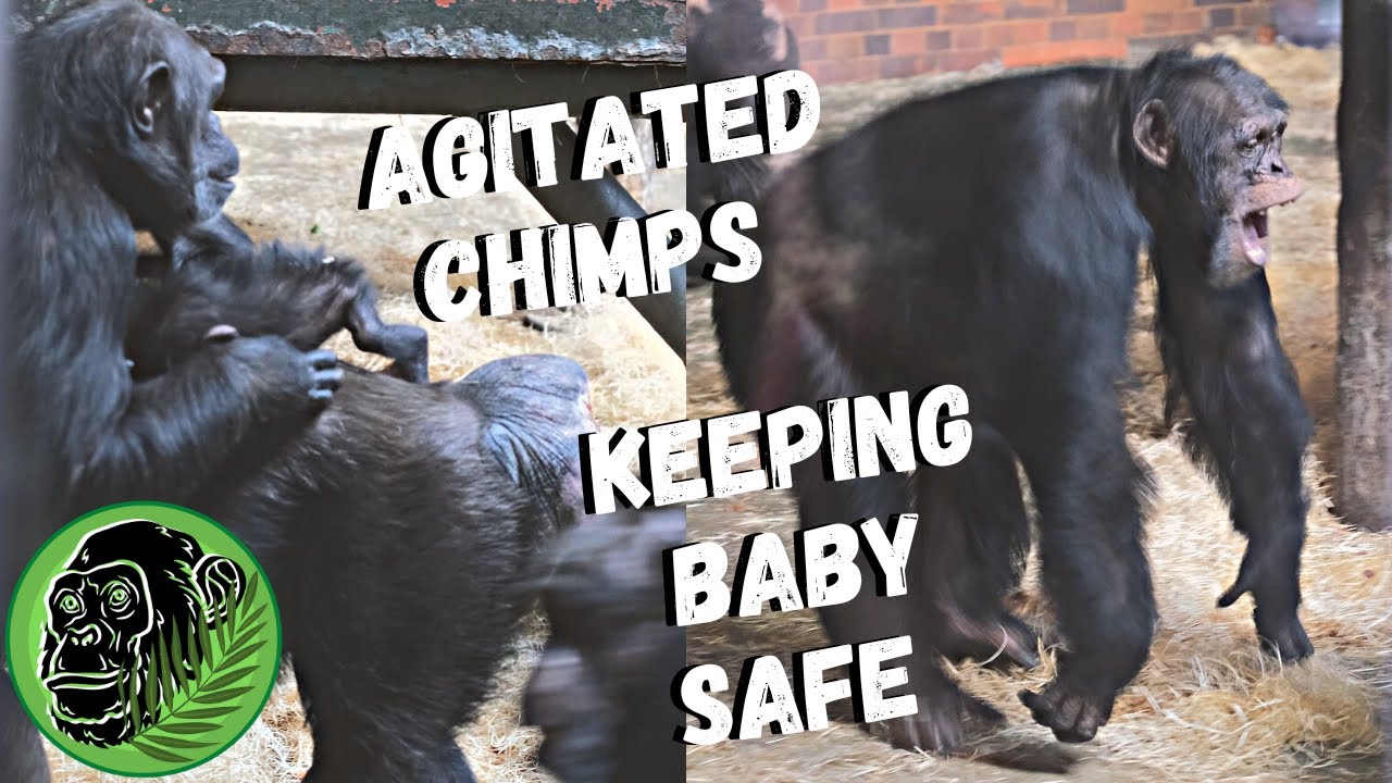 Mum Protects New Baby Chimp From Agitated Male Chimpanzees - YouTube