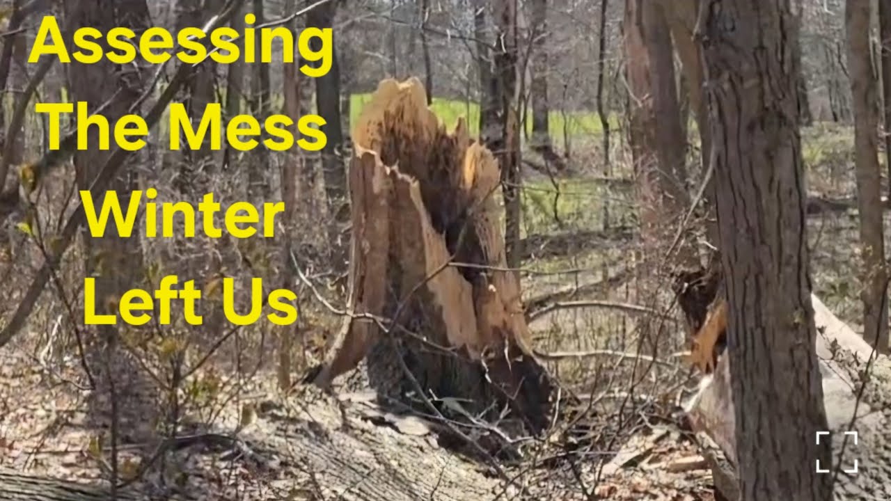 Taking A Walk Through Our Woods To Assess The Mess Left Over From The ...