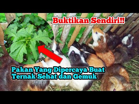 Daun Sintrong Untuk Pakan Marmut Agar Cepat Gemuk | Makanan Marmut ...