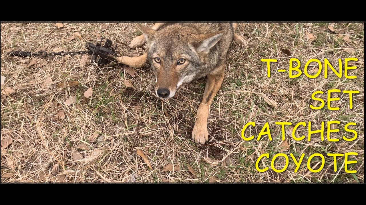T-BONE SET CATCHES COYOTE COYOTE TRAPPING #trapping #coyote # ...