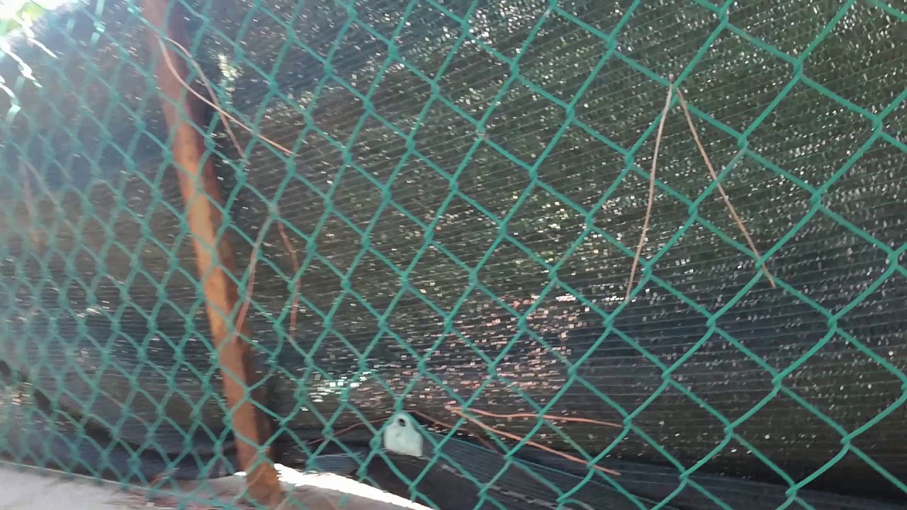 Broken Rooster Crowing - YouTube