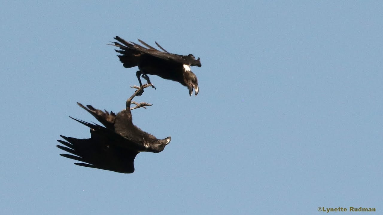 BIRD BEHAVIOUR - words and phrases: part 4 (Ornithology) - YouTube