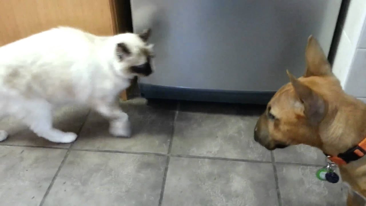 Cat vs Bull Terrier - YouTube